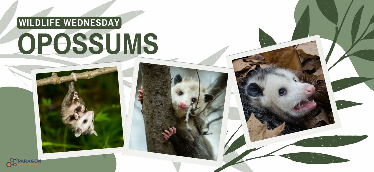 Wildlife Wednesdays: Understanding Opossums and Their Role in the ...