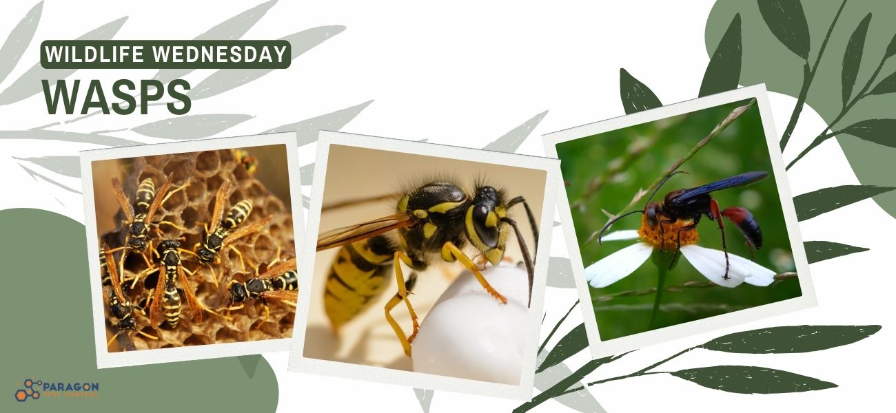 Wildlife Wednesdays: Understanding Wasps and Their Role in Nature