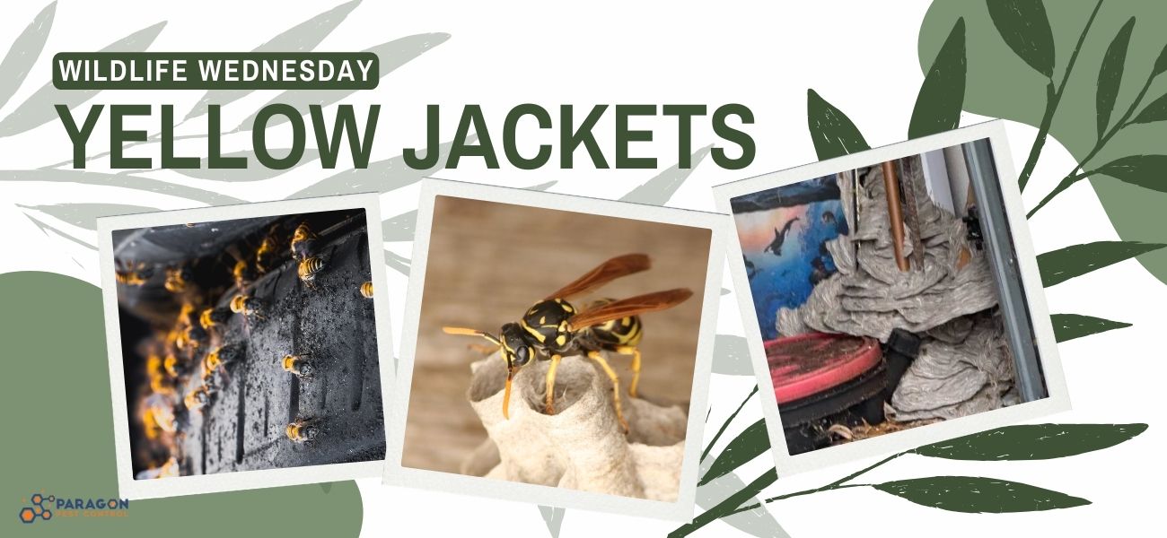 Wildlife Wednesdays: Everything You Need to Know About Yellow Jackets
