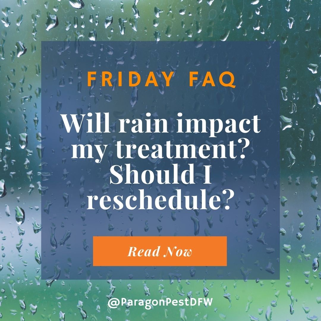 Friday FAQ: How Rain Impacts Pest Control Treatments | Paragon Pest Control