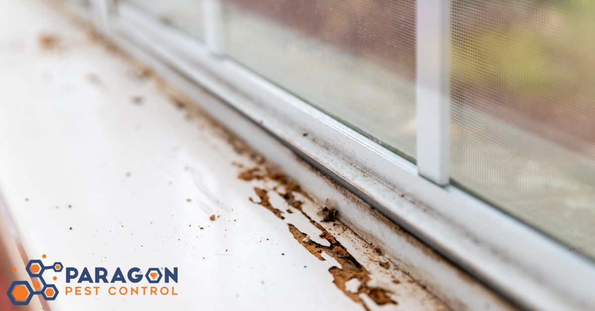 How to Protect Your Home from Termites Year-Round