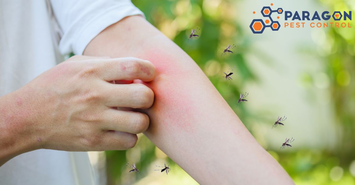 Mosquito Control Strategies for a Comfortable Backyard